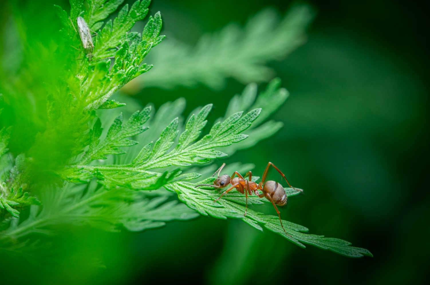 The Conversation: Ferns and Flowers Bribe Helpful Ant Defenders with ...