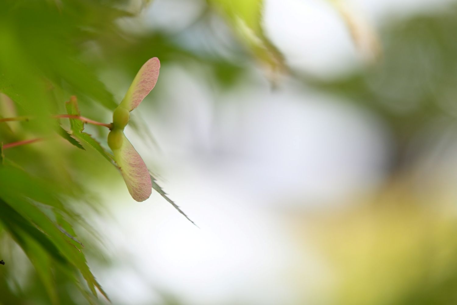 The Conversation: Maple Seeds' Unique Spinning Motion Allows Them To ...